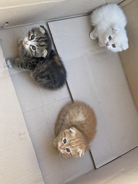 Scottish fold mushugi