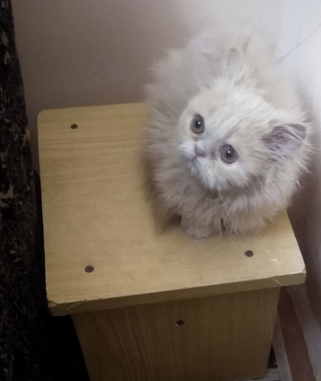 Продаются персидские котята