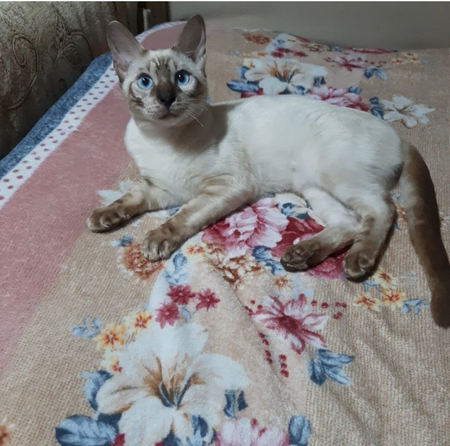 Бенгальские котята