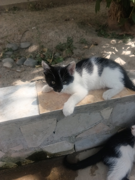 Отдам даром котят
