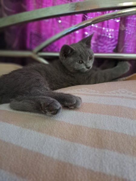 Скоттиш Страйт (3 месяца)