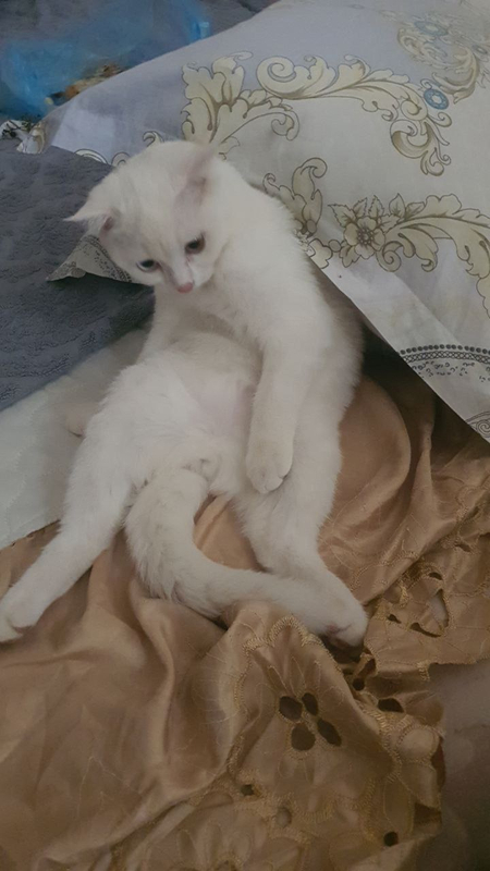 кошки Скоттиш фолд