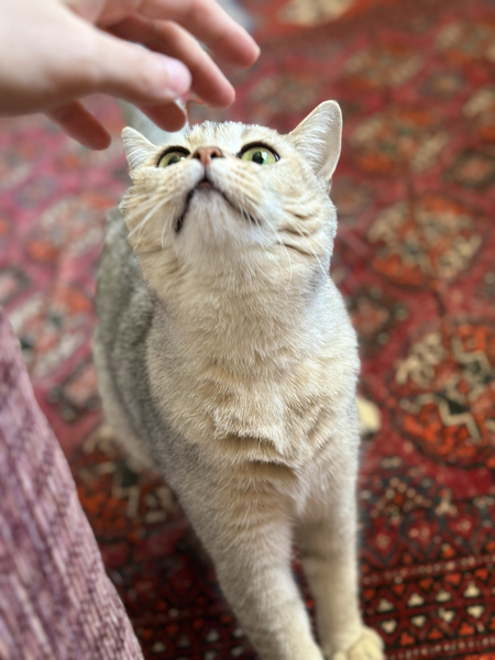 Котенок девочка