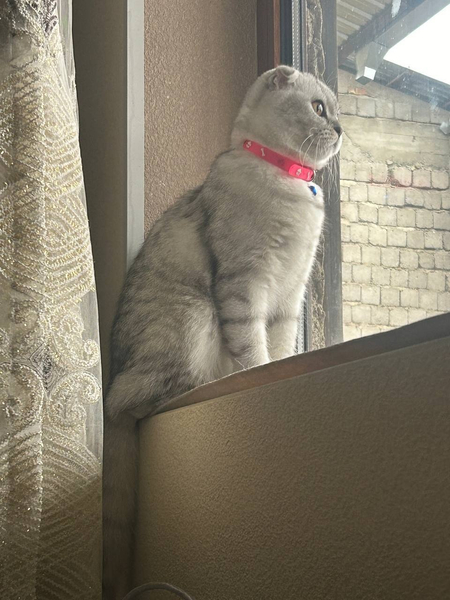 Зоти: Scottish fold (серебристая шиншилла)
Ёши: 1 ярим ёш