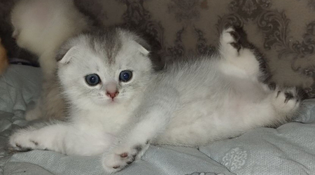Вислоухий котенок.