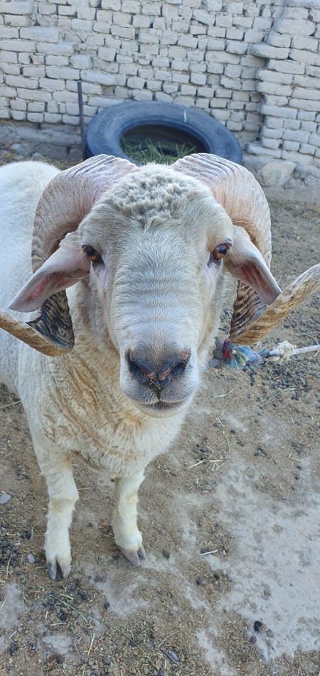 Merinos qo\\\'chqor sotiladi