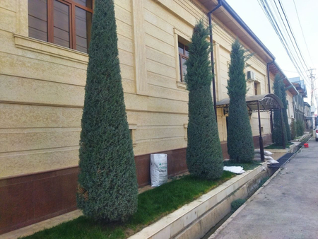 Archa kesish va Gazon ekish