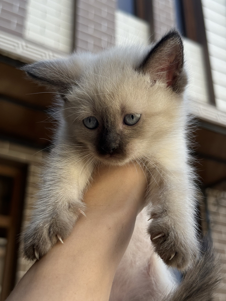 Продаются Тайские(сиамские) котята
