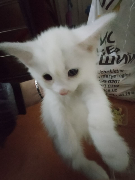 Mushukga mehribon va g\\\'amg\\\'o\\\'r ega kerak