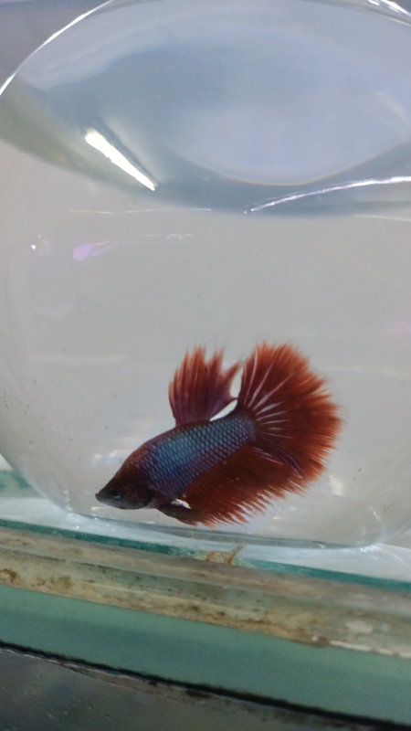 Рыбки baliqlar tg aquamania !!!