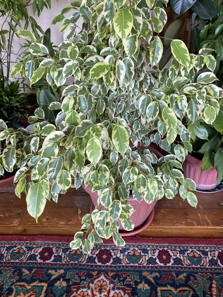 Xonaki gullar arzon narxda