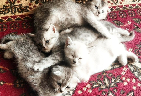 Котёнки 1 месяцев Шотландская вислоухая и Сиамская