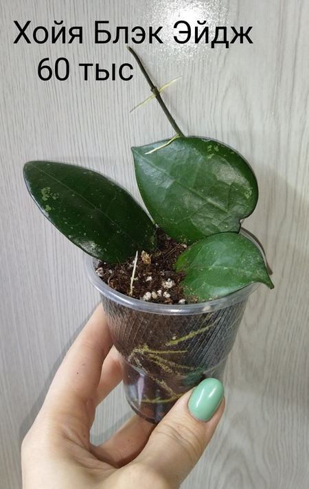 Продам Хойи разных сортов