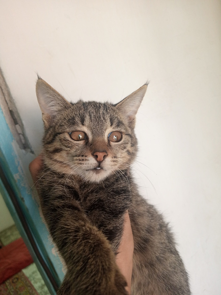 Отдам котенка в добрые руки