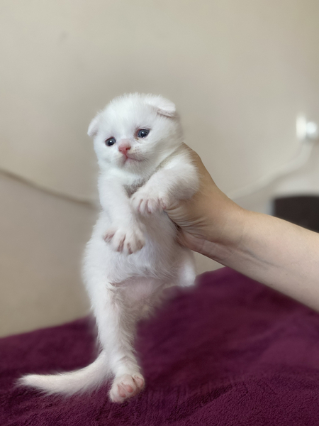 Скоттиш фолд.