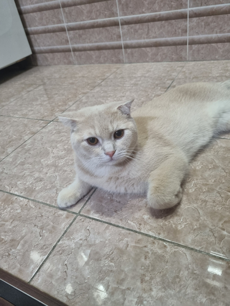 Вязка . Кот ищет себе жену