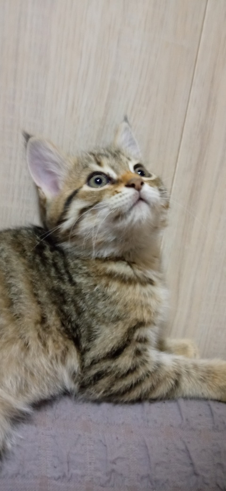 Продаётся котята  страйты