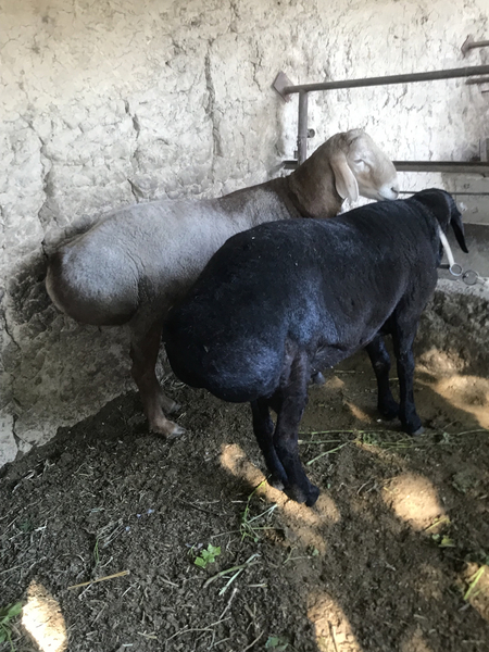Qo’chqor sotiladi