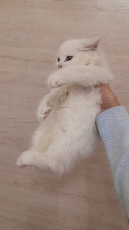 Котёнок 2 месяца