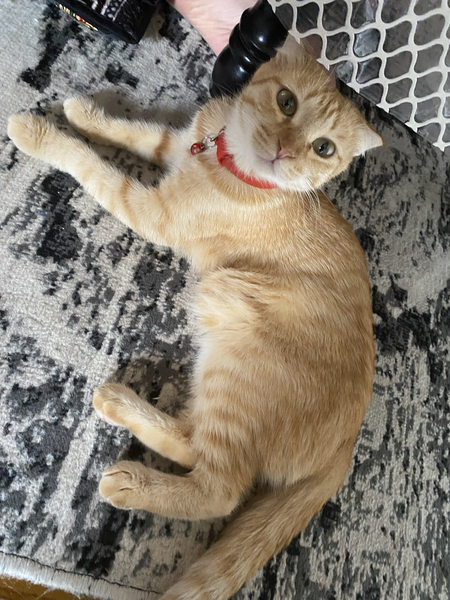 Пародистые котята