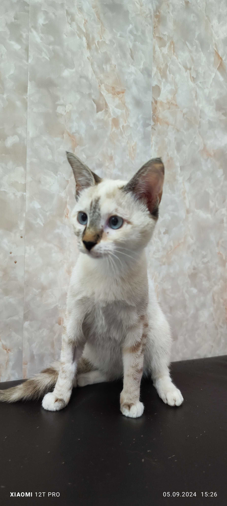 Котёнок, девочка, 5 месяцев