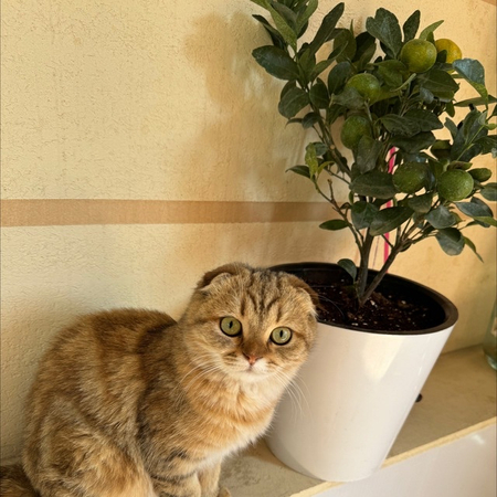 Котенок скоттиш фолд 7 месяц девочка