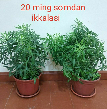 Gullar sotiladi. Arzon narxlarda