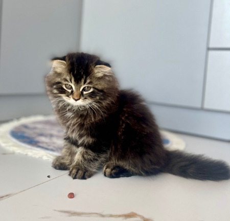 Вислоухие котята