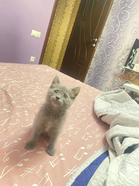 Кошка котенок