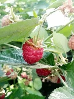 Малина кучатлари