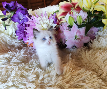 Продаётся котёнка Рэгдолл Ragdoll