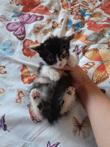 Котёнок трёх цаветный