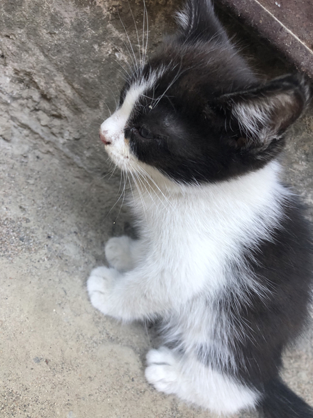 Отдам даром котят