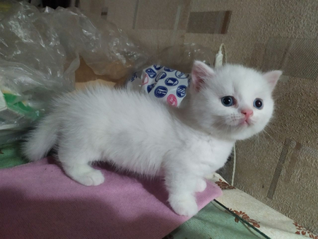 Продам катят цена разная