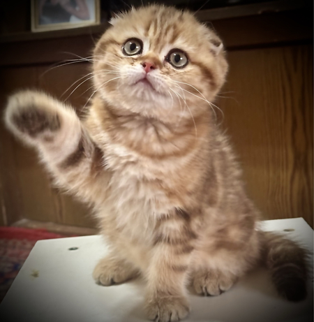 Скоттиш фолд.Мальчик