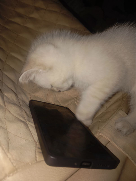 Срочно продаются котята скотиш