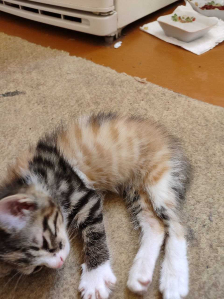 Домашний котёнок