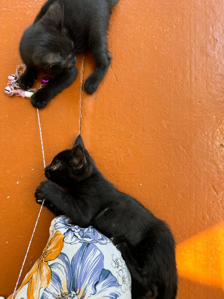 Котята в ответственные руки