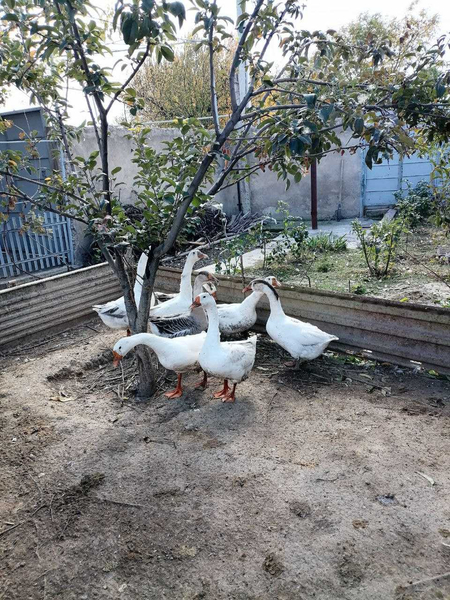 Срочно продаются ГУСИ