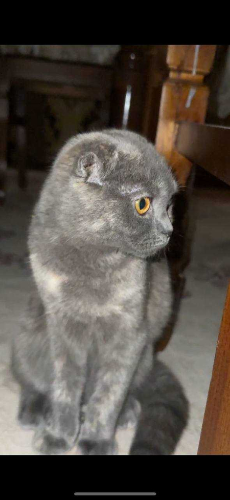 Вислоухая британская кошка