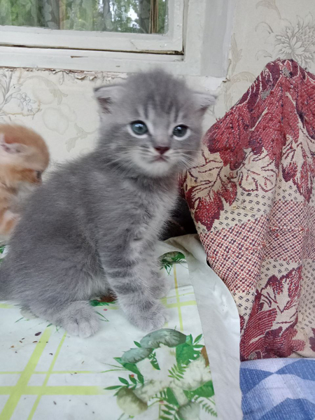 Продам котят Шотландской Вислоухой