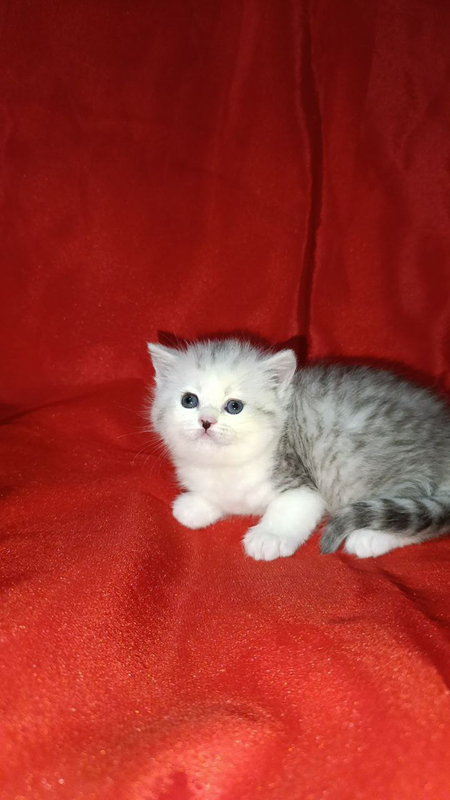 Продаются котята