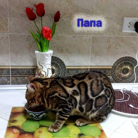 Бенгальский чистокровный котёнок