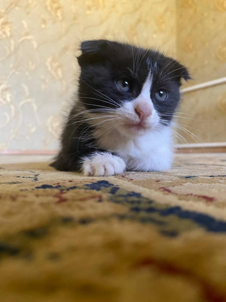 Скоттиш фолд сотилади арзон нархда