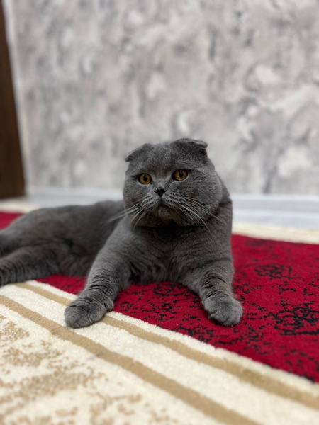 Шикарный скоттиш фолд