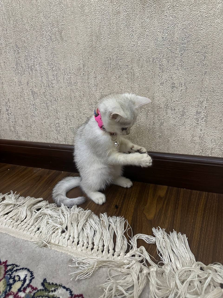 Shinshilla strayt
