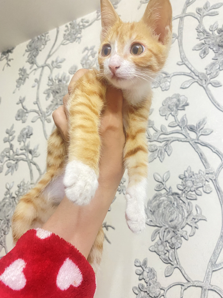 Котенок кошка кот