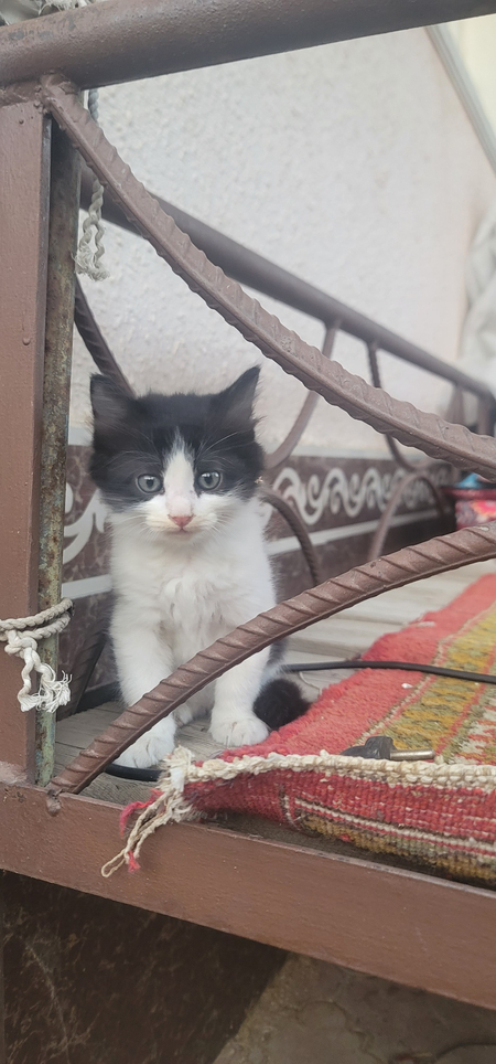 Отдам даром котята