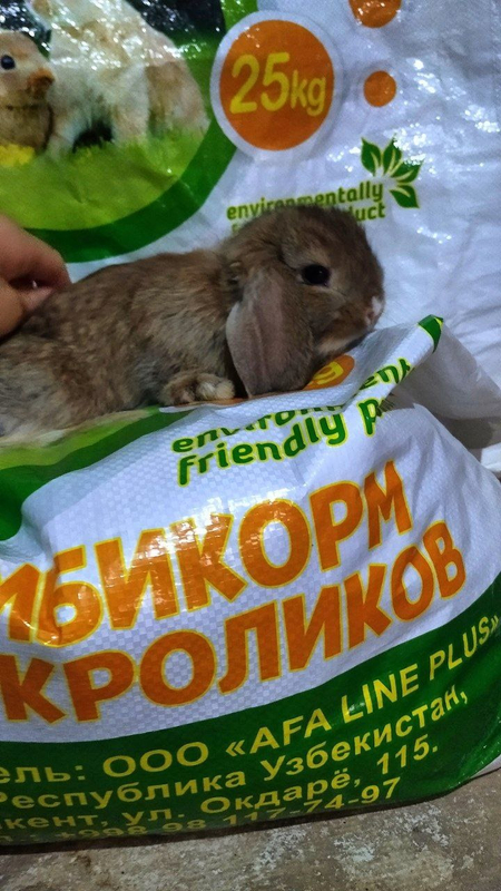 Karlik Baran Mini Dekoratavniy quyonchala. Кролики мини декоративные