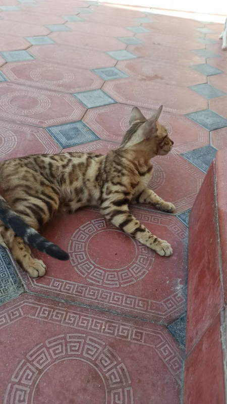 Нужен кот для вязки